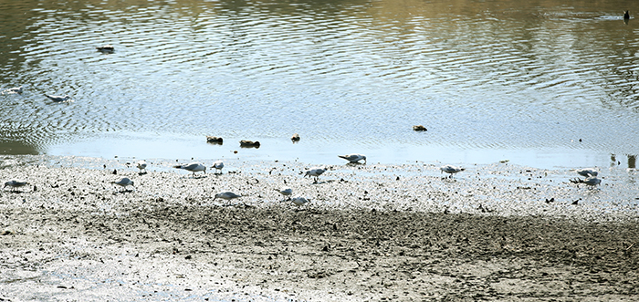 Cửa sông Dongcheon thuộc Suncheon được công nhận là khu đầm lầy Ramsar : Korea.net : The ...